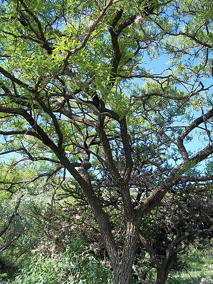 Home - Palo Azul Tea
